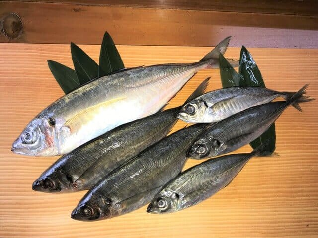 Kogane Aji - Golden Horse Mackerel in Japan